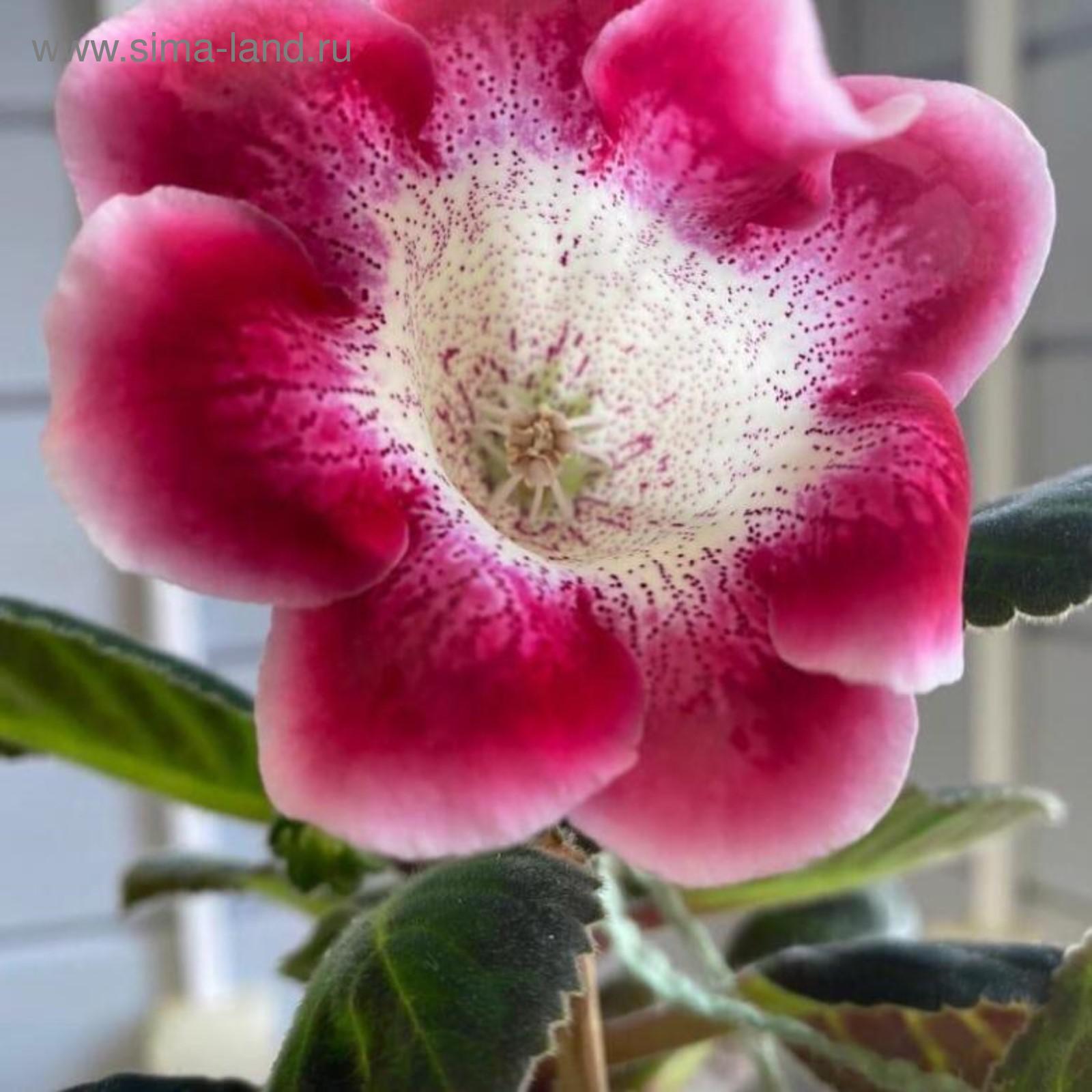 Тюльпан "Тарда", разбор 8/+, колво луковиц 150, Осень 2024 (1747409 ...