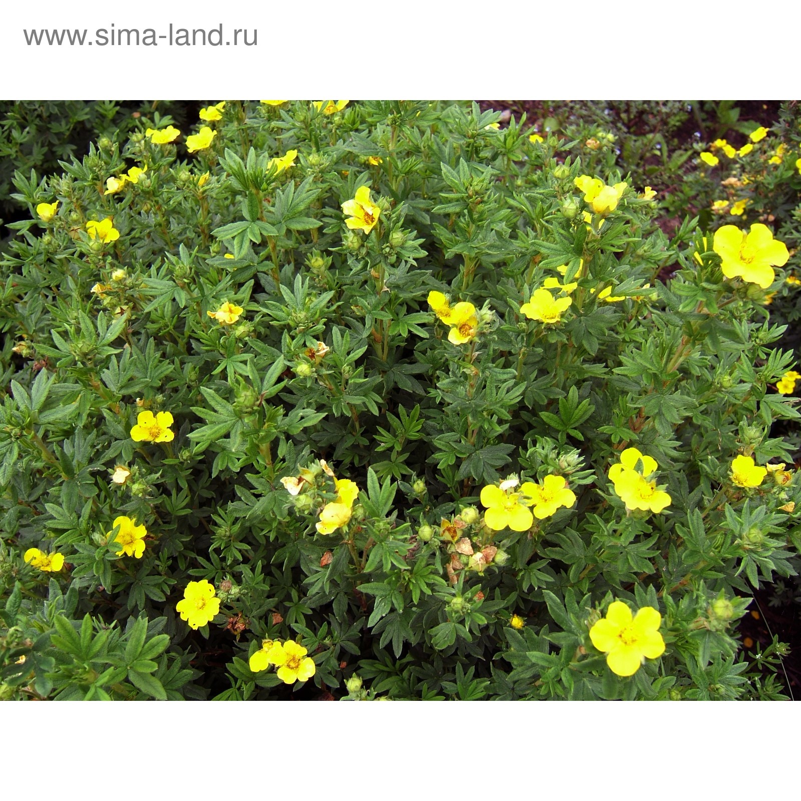 Саженец Курильская чай(лапчатка) Минелус, Горшок P9, Лето 2024 (3296641 ...