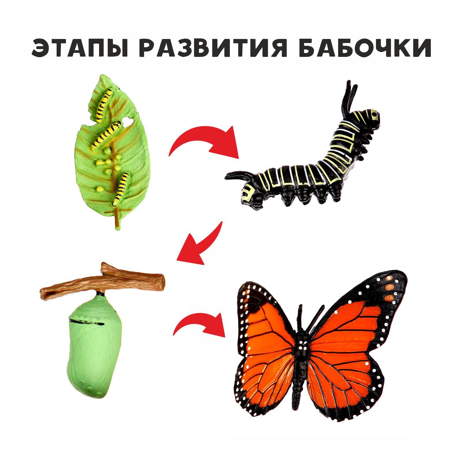 Обучающий набор «Этапы развития бабочки» 4 фигурки (9327146) - Купить ...