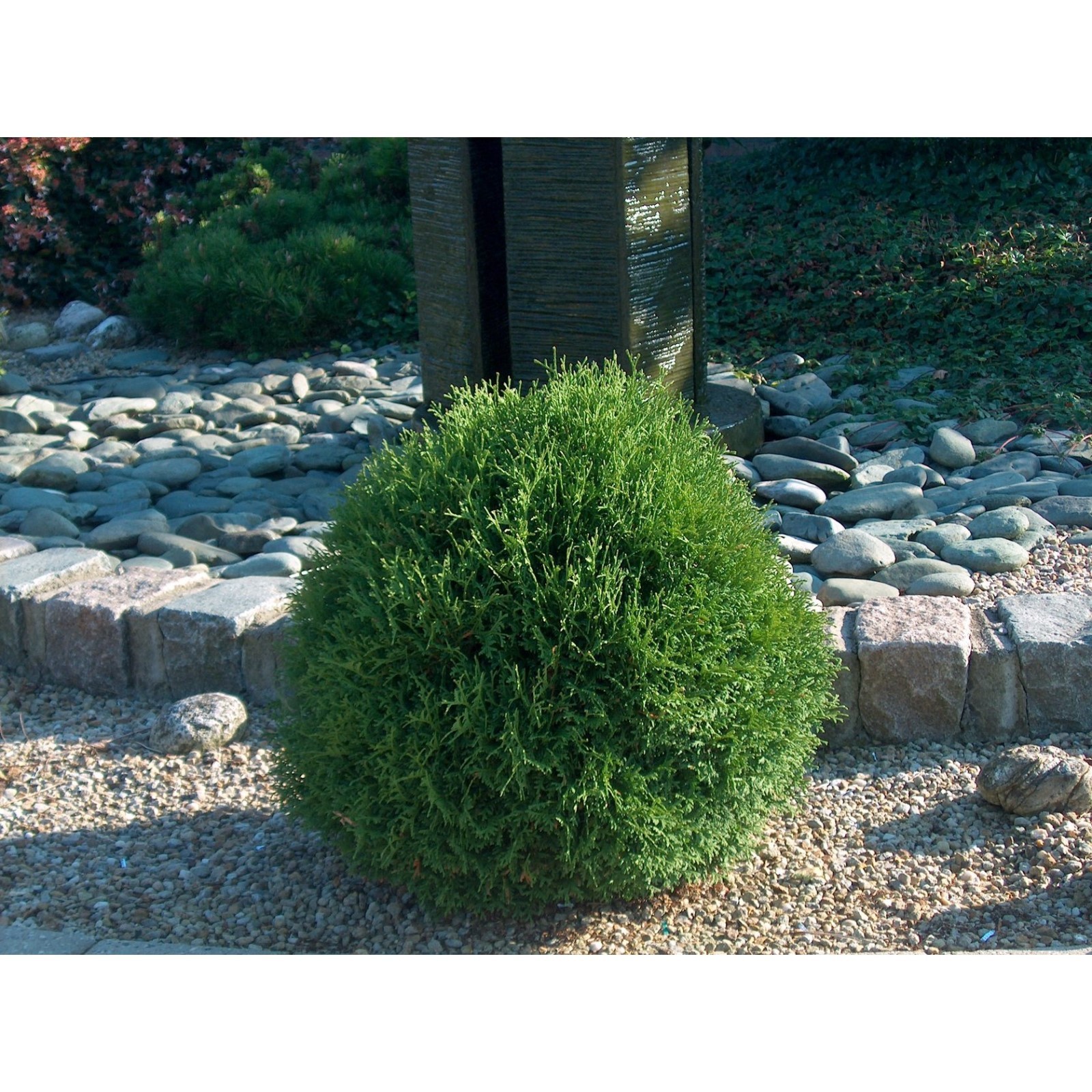 Саженец Туя западная "Tiny Tim", Горшок C1, Лето 2024 (10522557) - Купить по цене от 1 421.00 ...