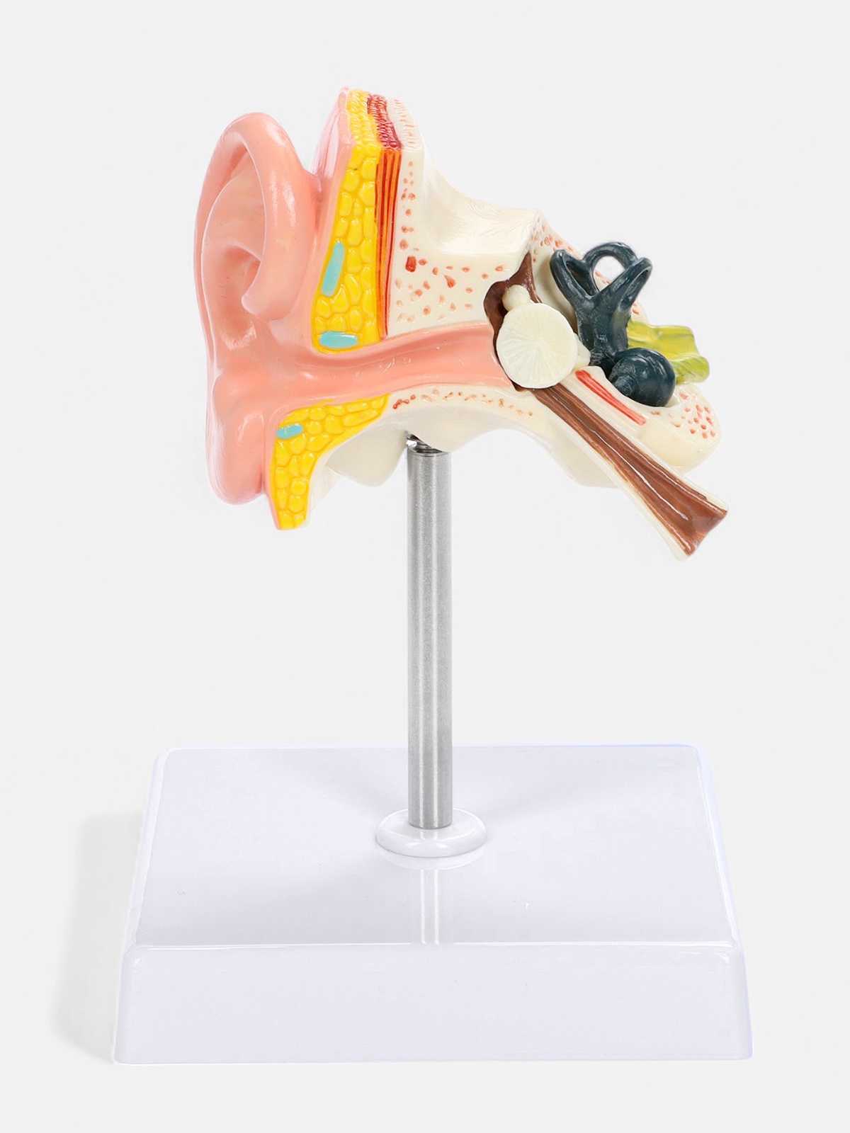 Анатомическая модель «Ухо в разрезе», 9 см (10682445) - Купить по цене от 1 692.00 руб ...